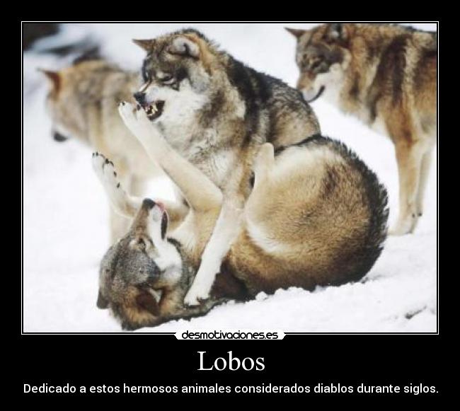 Lobos | Desmotivaciones